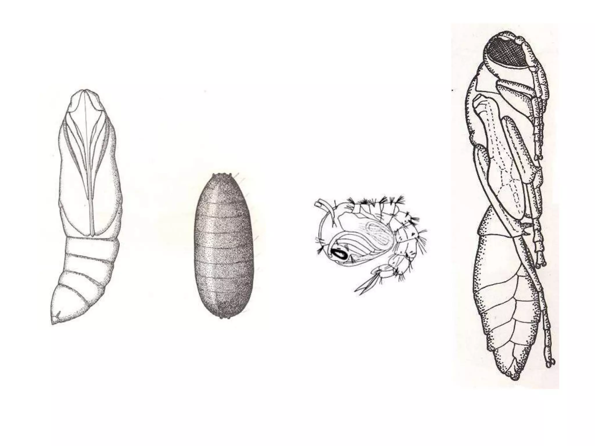 Immature stages of insects and Its types (Classification) | PPTX
