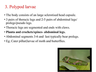 Immature stages of insects and Its types (Classification) | PPTX