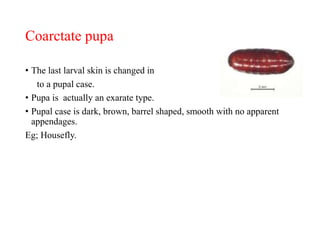 Immature stages of insects and Its types (Classification) | PPTX