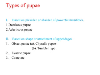 Immature stages of insects and Its types (Classification) | PPTX