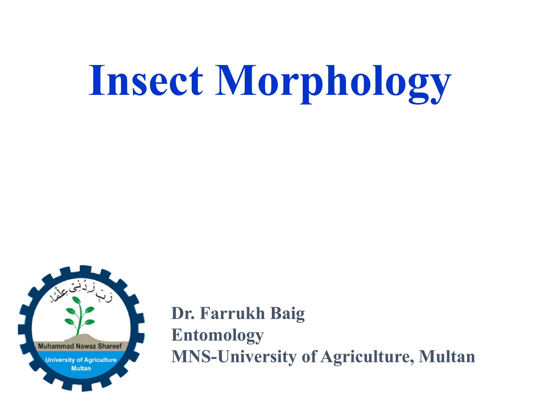 Insect morphology insect morphology insect morphology | PDF