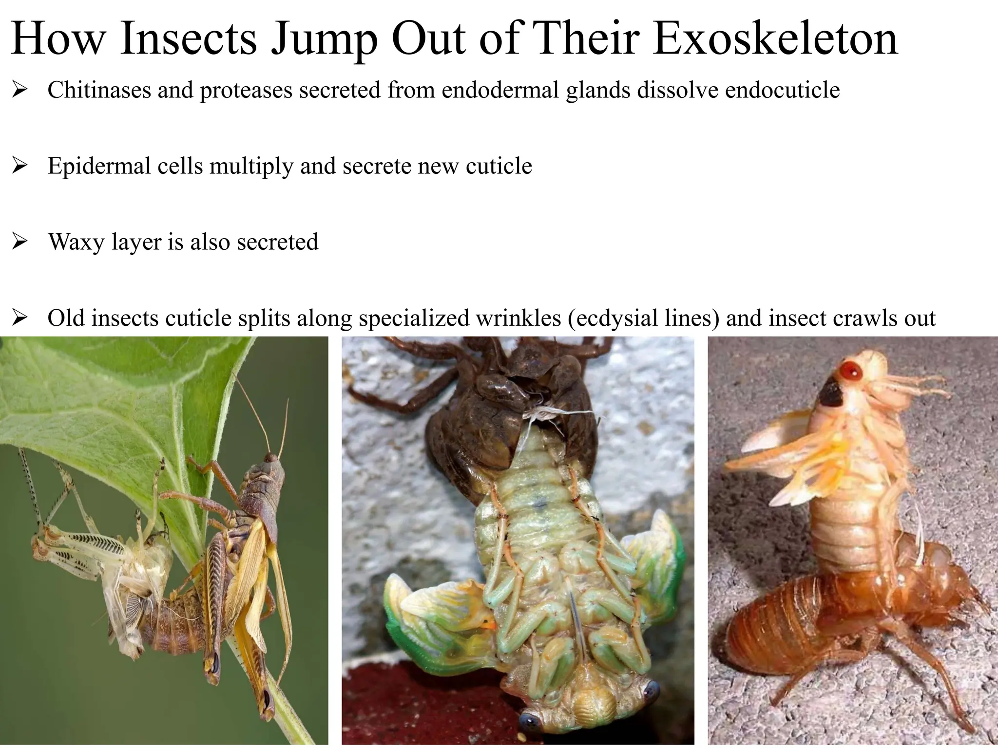 Insect morphology insect morphology insect morphology | PDF