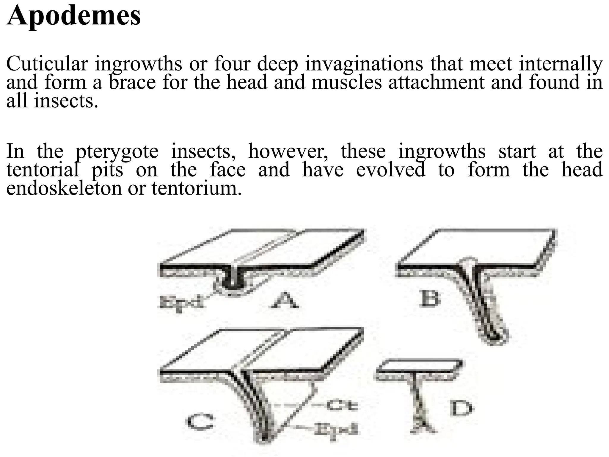 Insect morphology insect morphology insect morphology | PDF