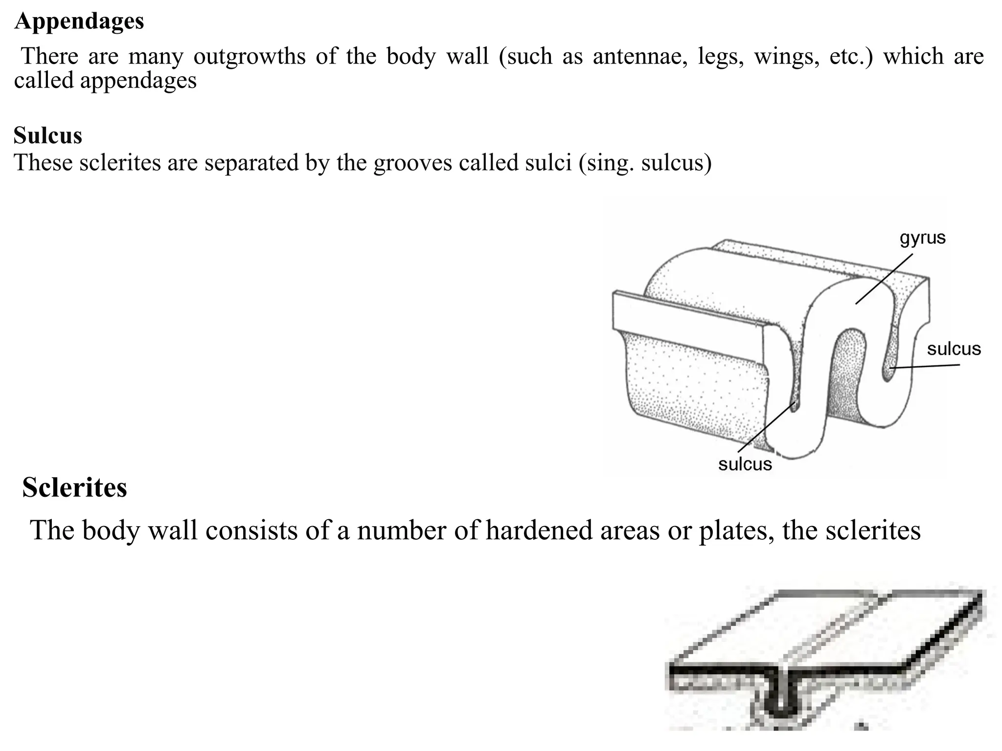 Insect morphology insect morphology insect morphology | PDF