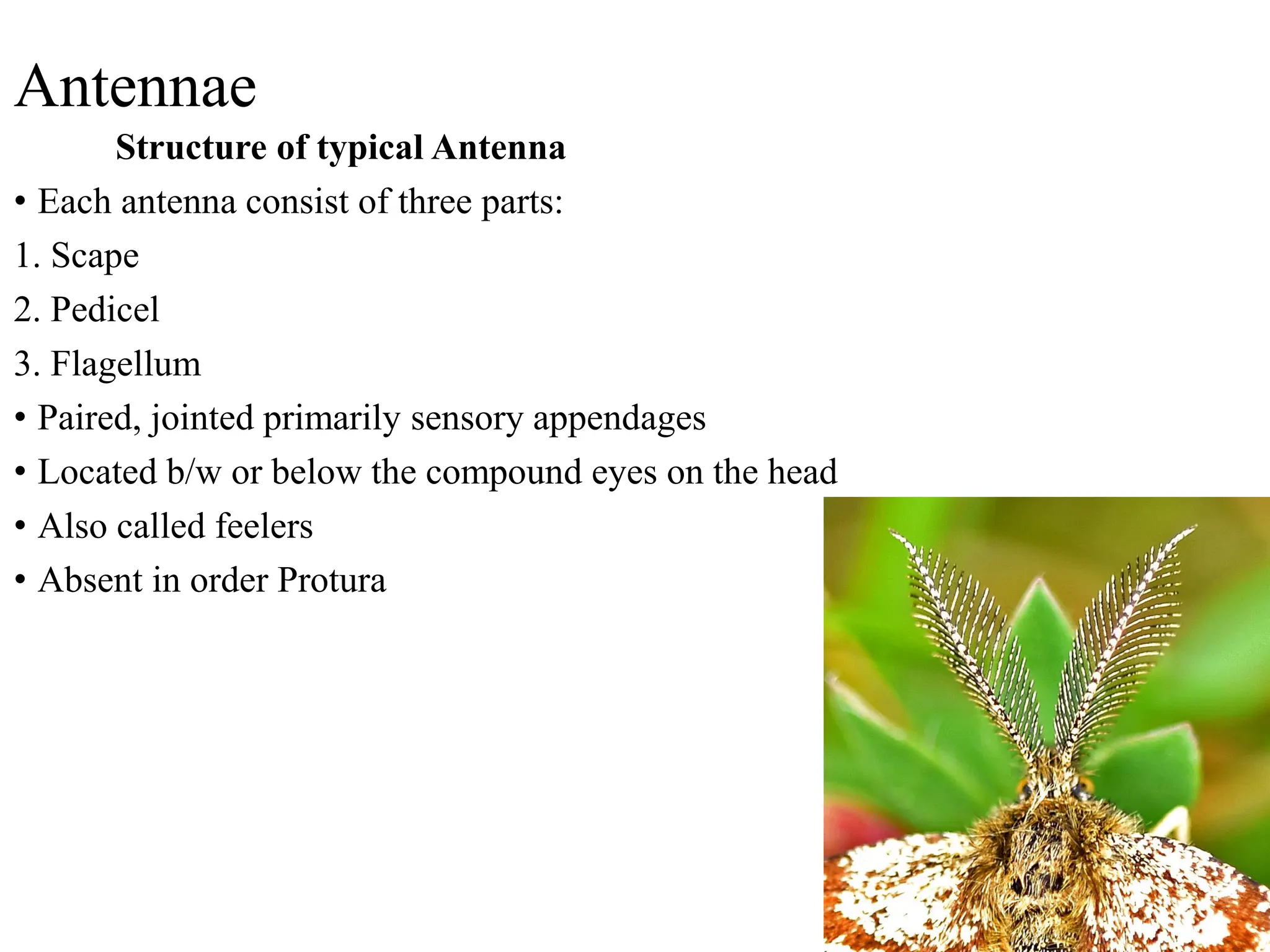Insect morphology insect morphology insect morphology | PDF