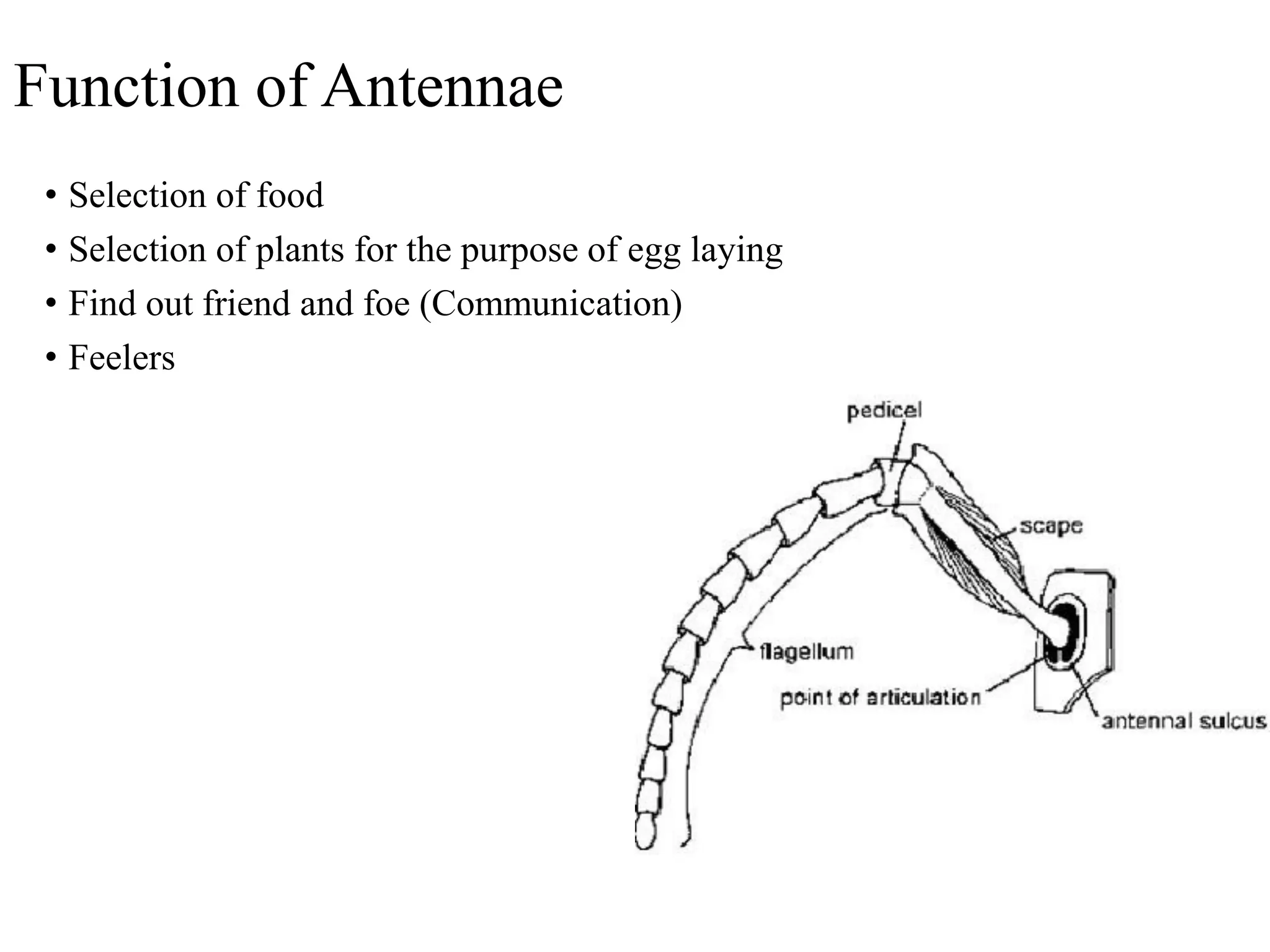 Insect morphology insect morphology insect morphology | PDF