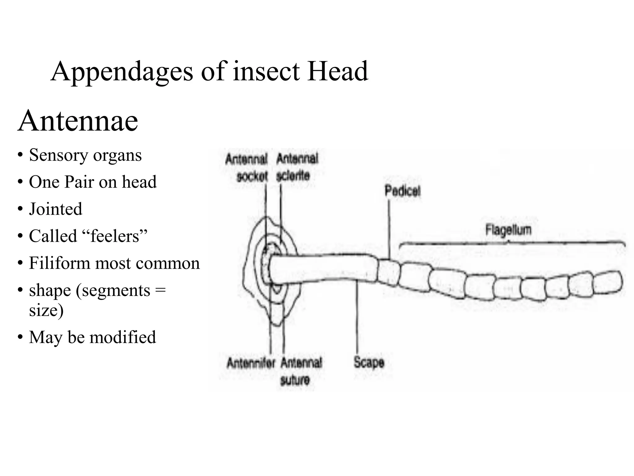 Insect morphology insect morphology insect morphology | PDF