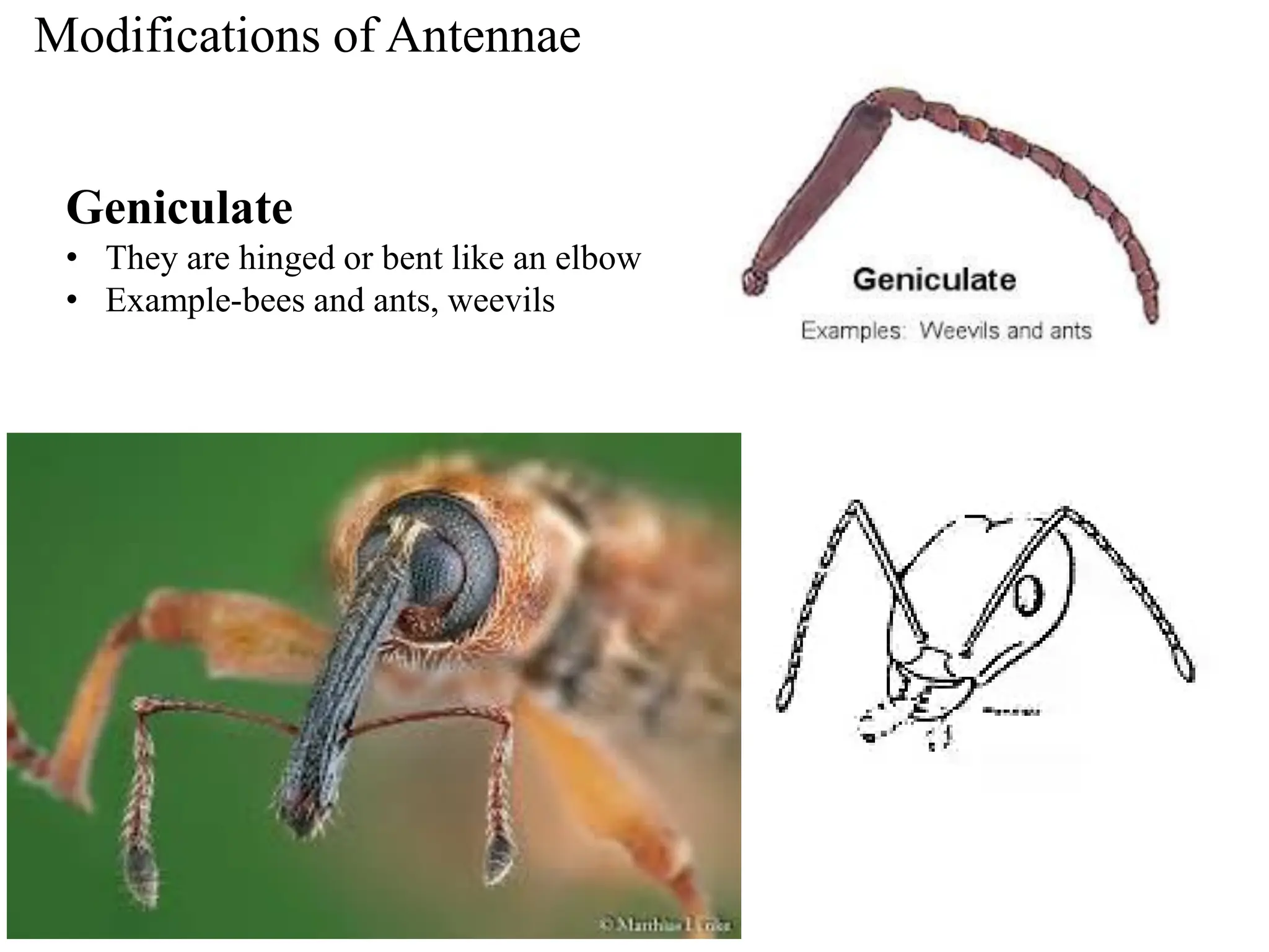 Insect morphology insect morphology insect morphology | PDF