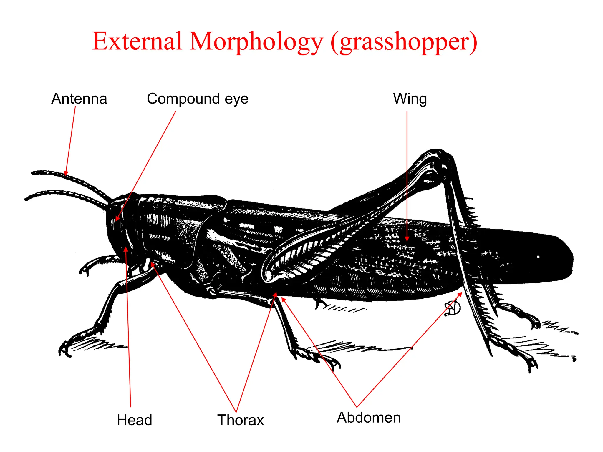 Insect morphology insect morphology insect morphology | PDF