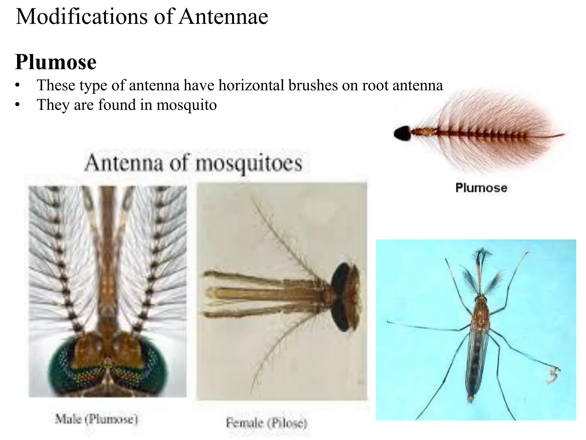 Insect morphology insect morphology insect morphology | PDF