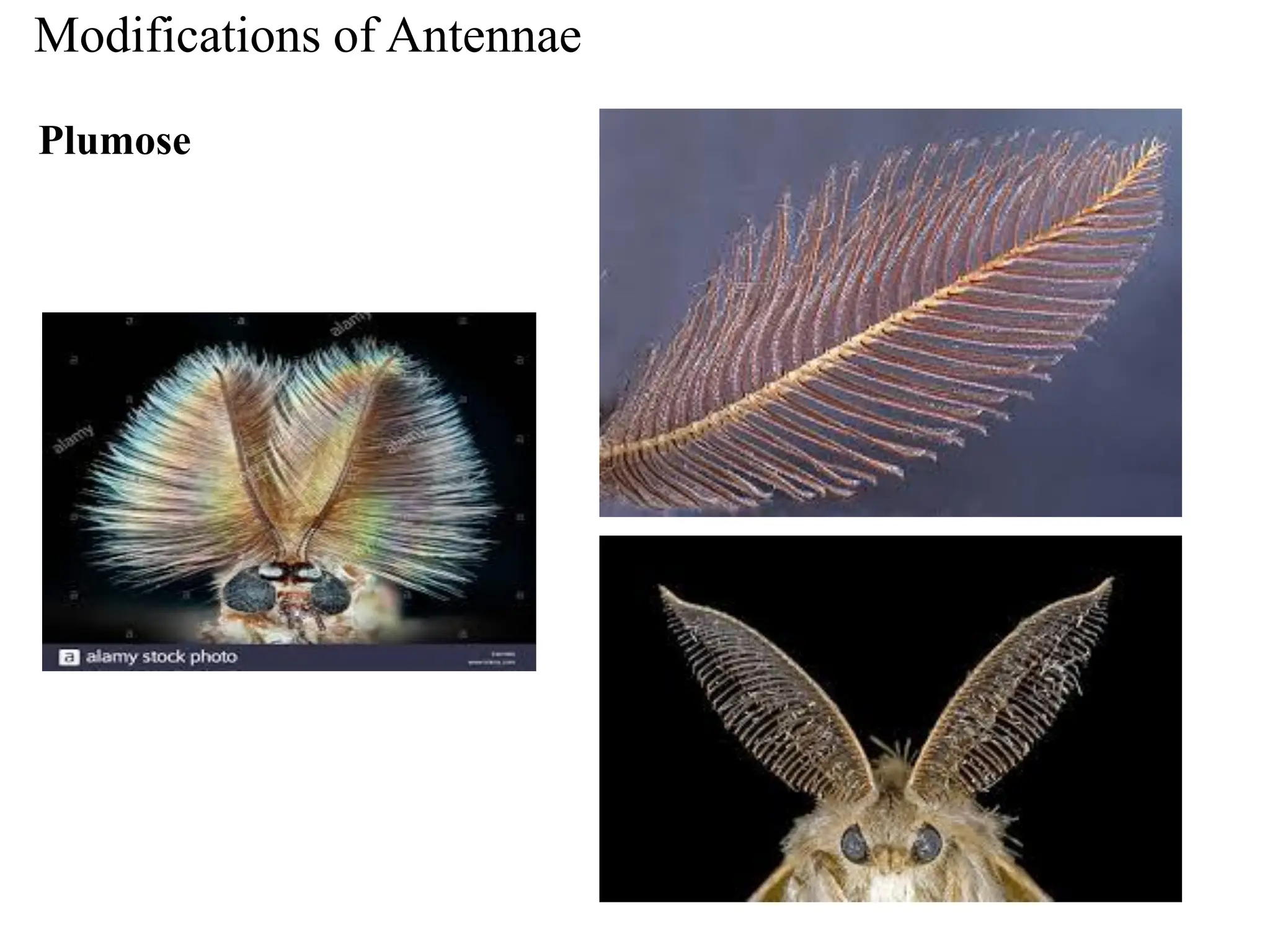 Insect morphology insect morphology insect morphology | PDF