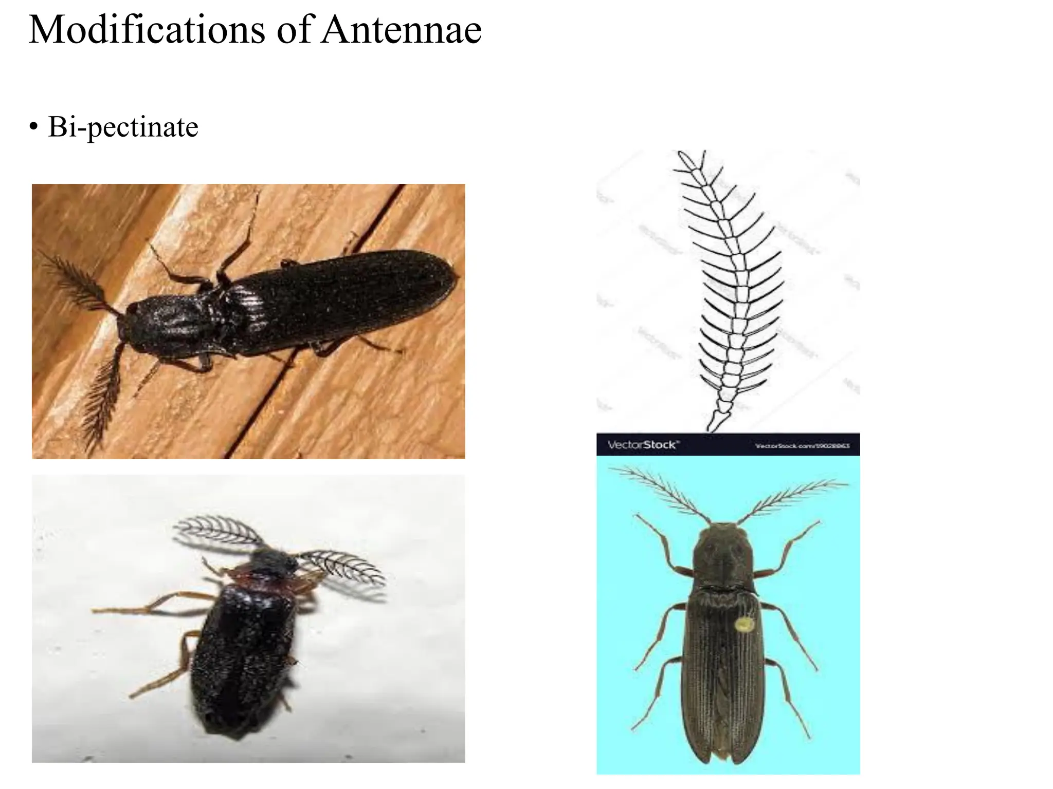 Insect morphology insect morphology insect morphology | PDF