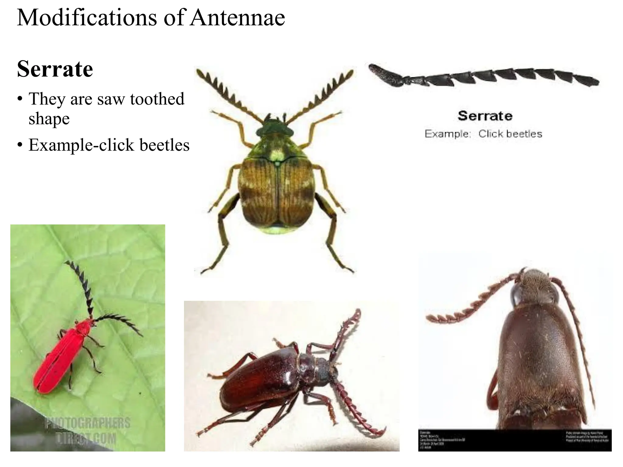 Insect morphology insect morphology insect morphology | PDF