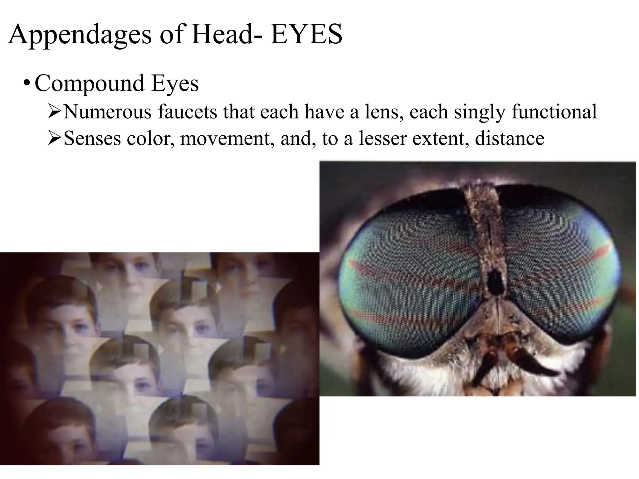 Insect morphology insect morphology insect morphology | PDF