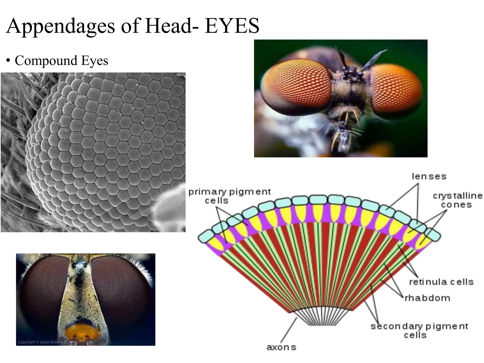 Insect morphology insect morphology insect morphology | PDF