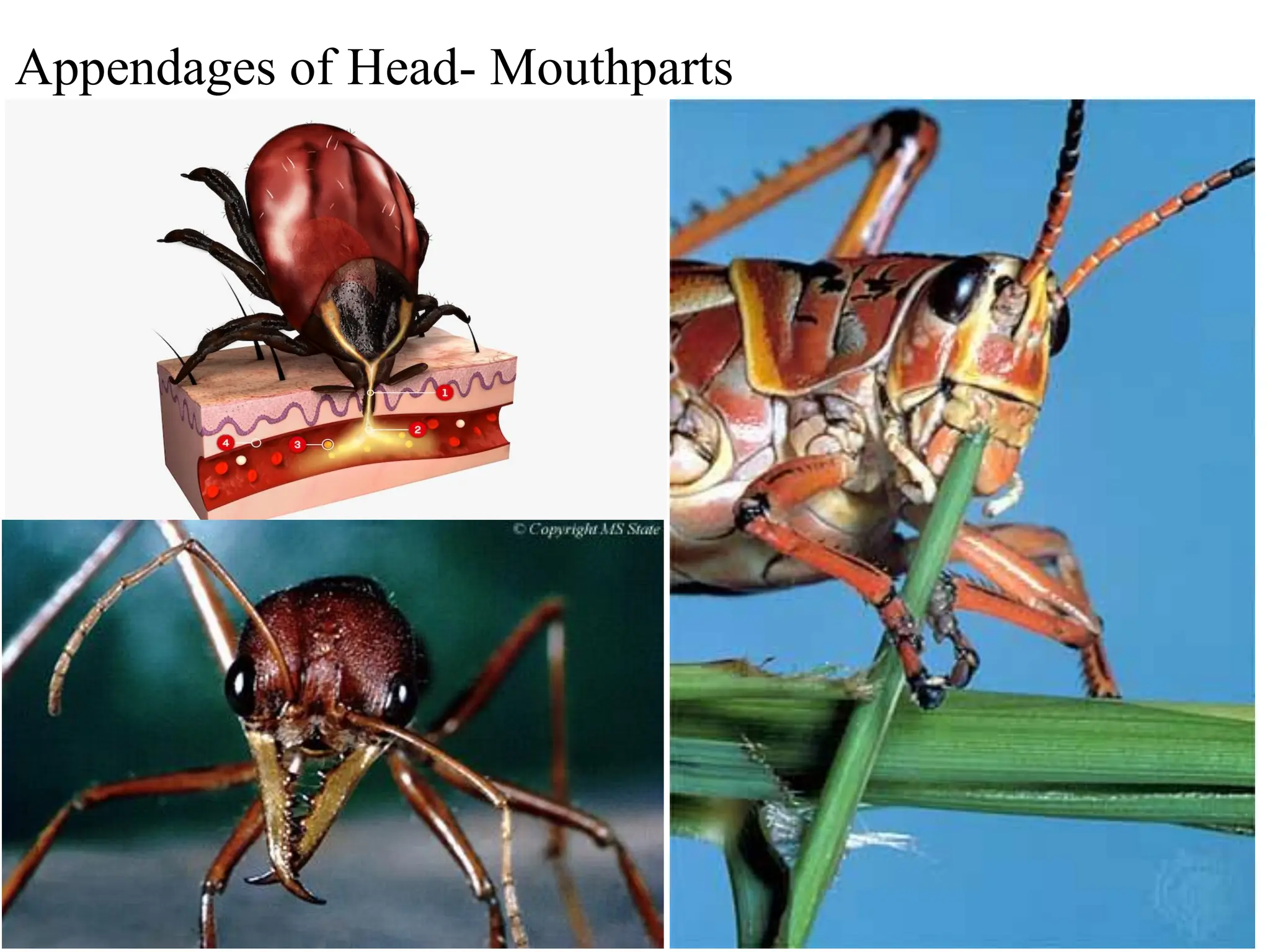 Insect morphology insect morphology insect morphology | PDF