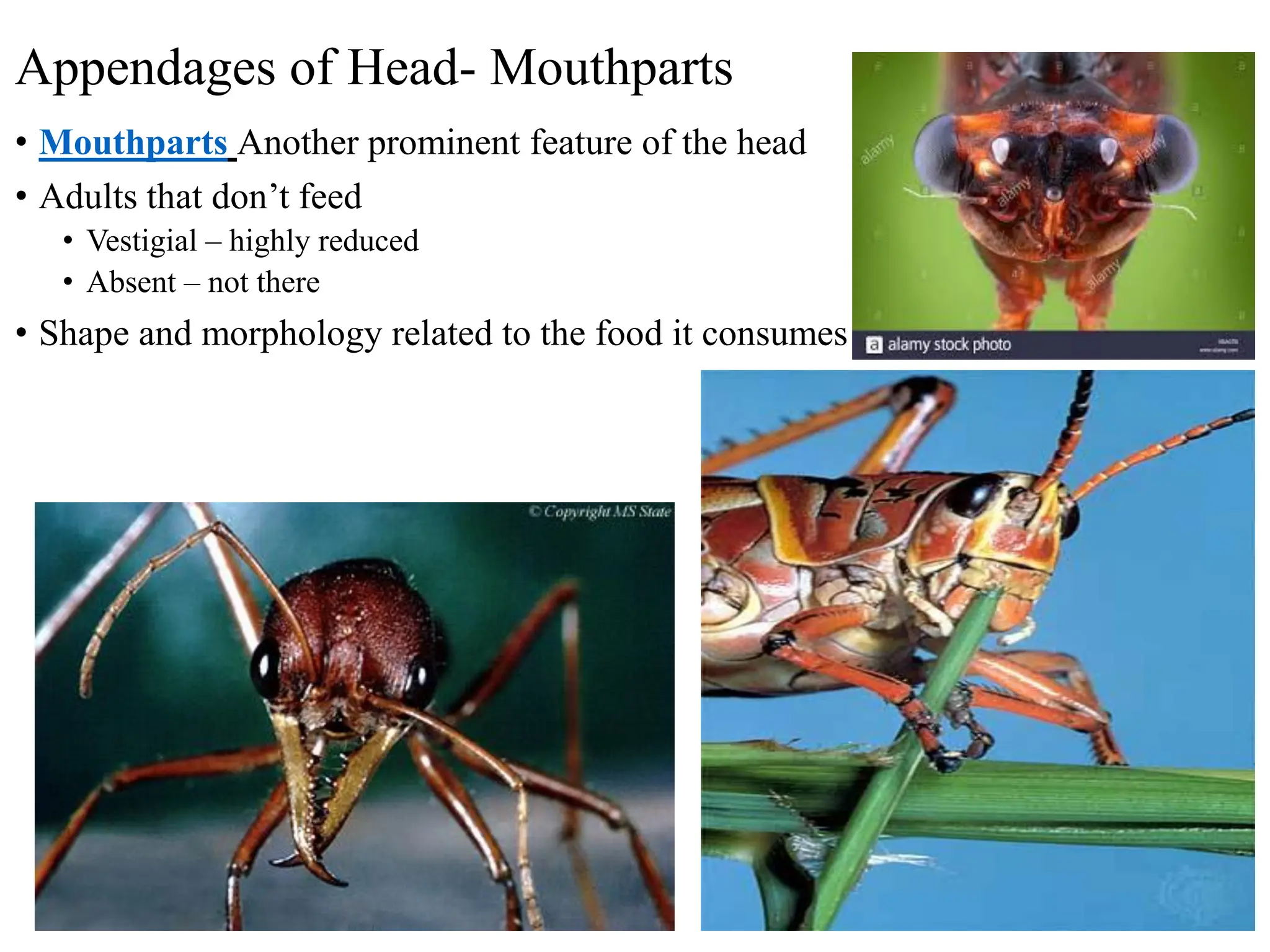 Insect morphology insect morphology insect morphology | PDF