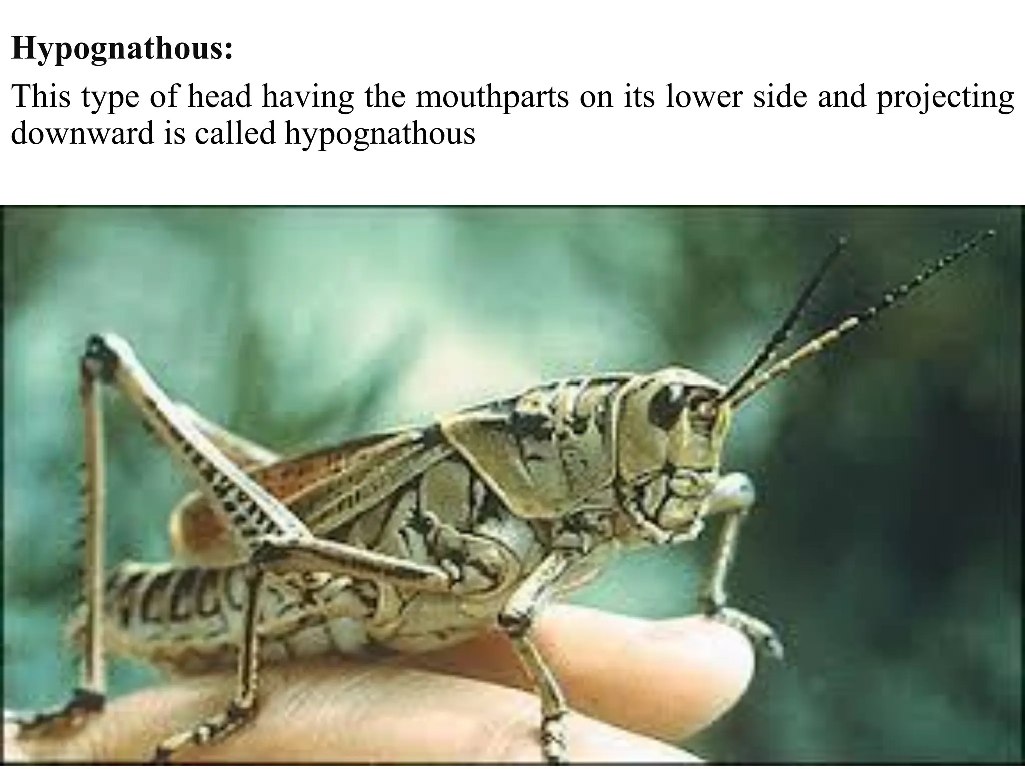 Insect morphology insect morphology insect morphology | PDF