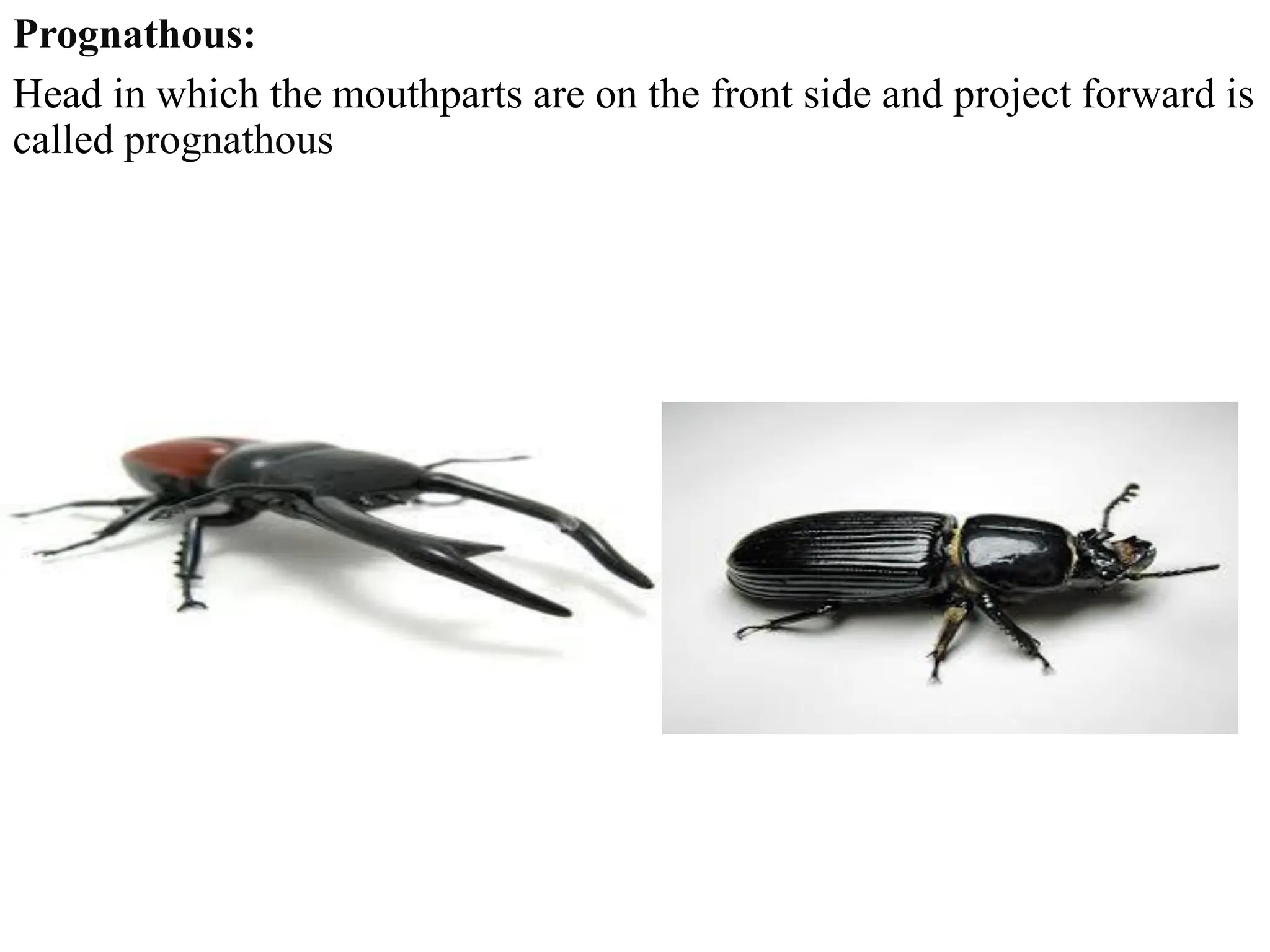 Insect morphology insect morphology insect morphology | PDF