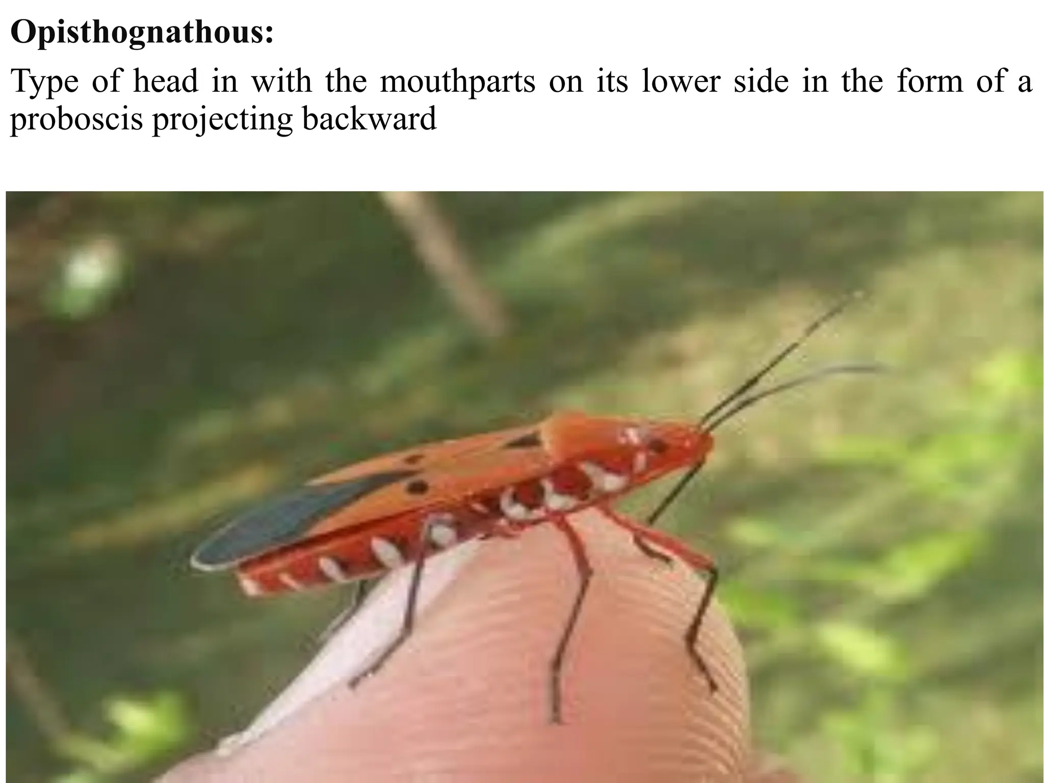 Insect morphology insect morphology insect morphology | PDF