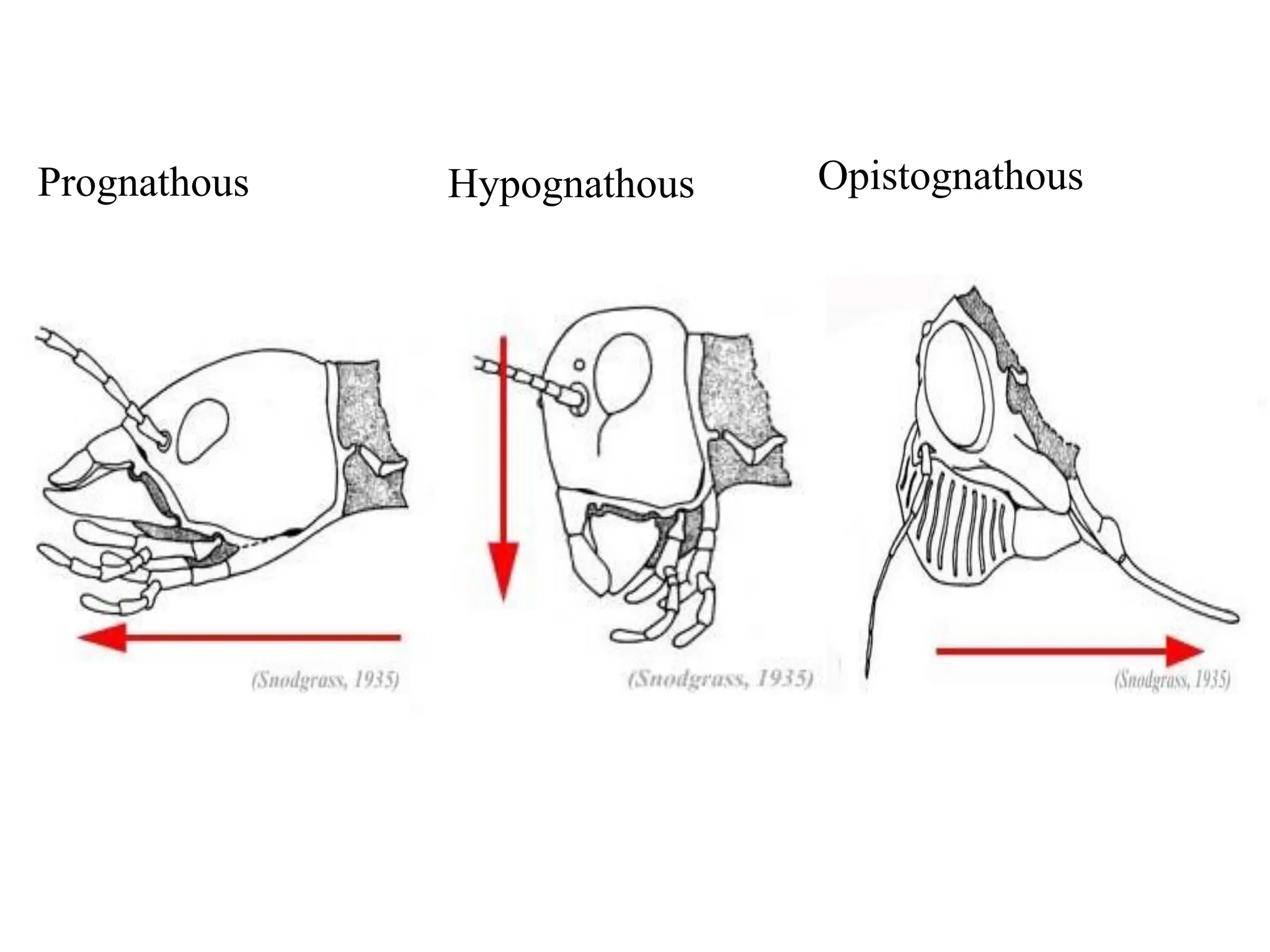 Insect morphology insect morphology insect morphology | PDF