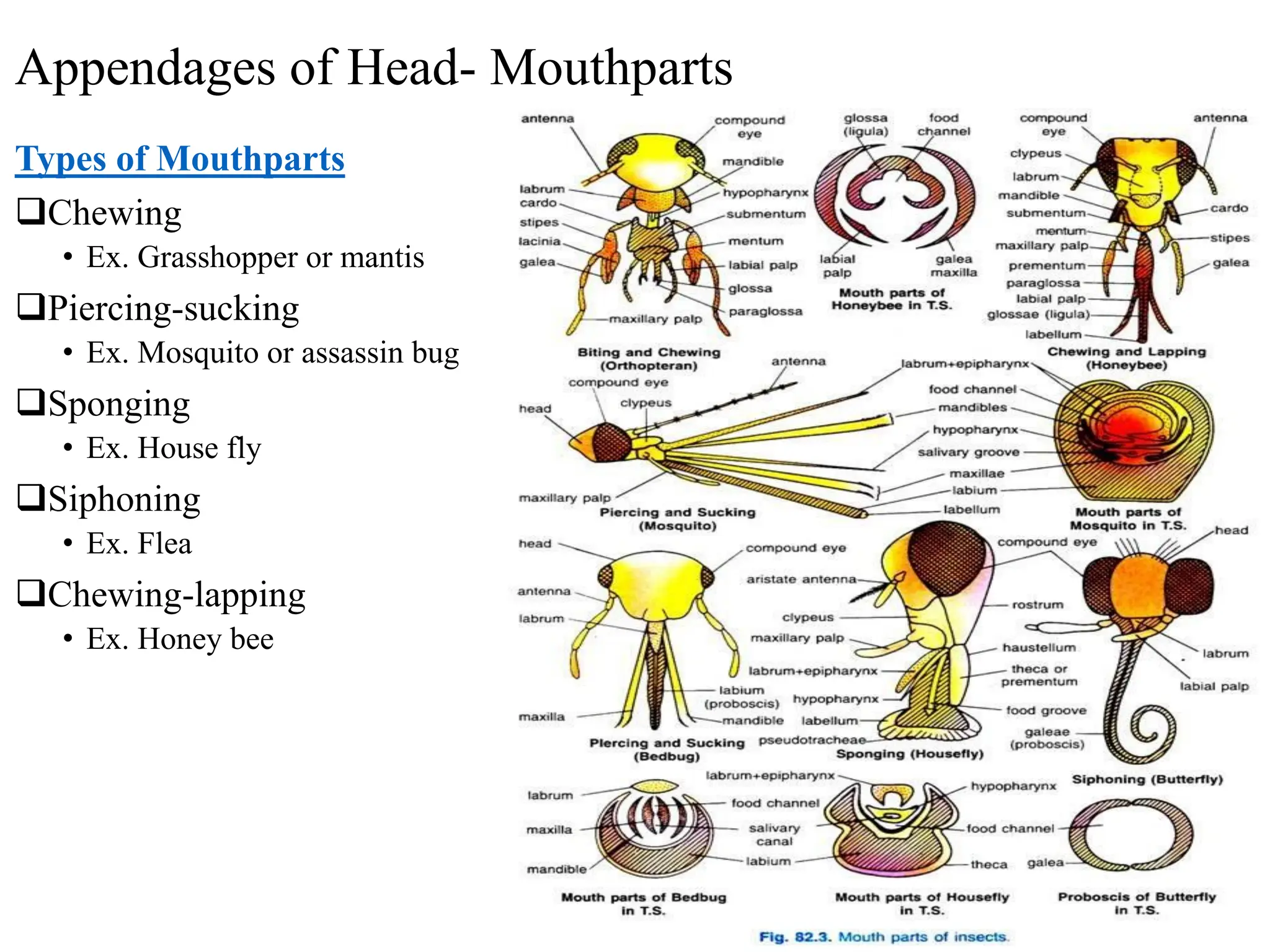 Insect morphology insect morphology insect morphology | PDF