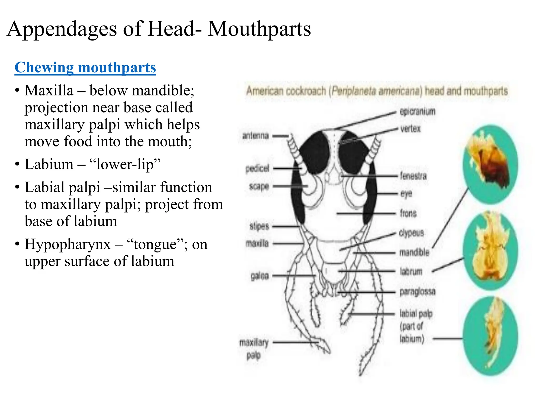 Insect morphology insect morphology insect morphology | PDF