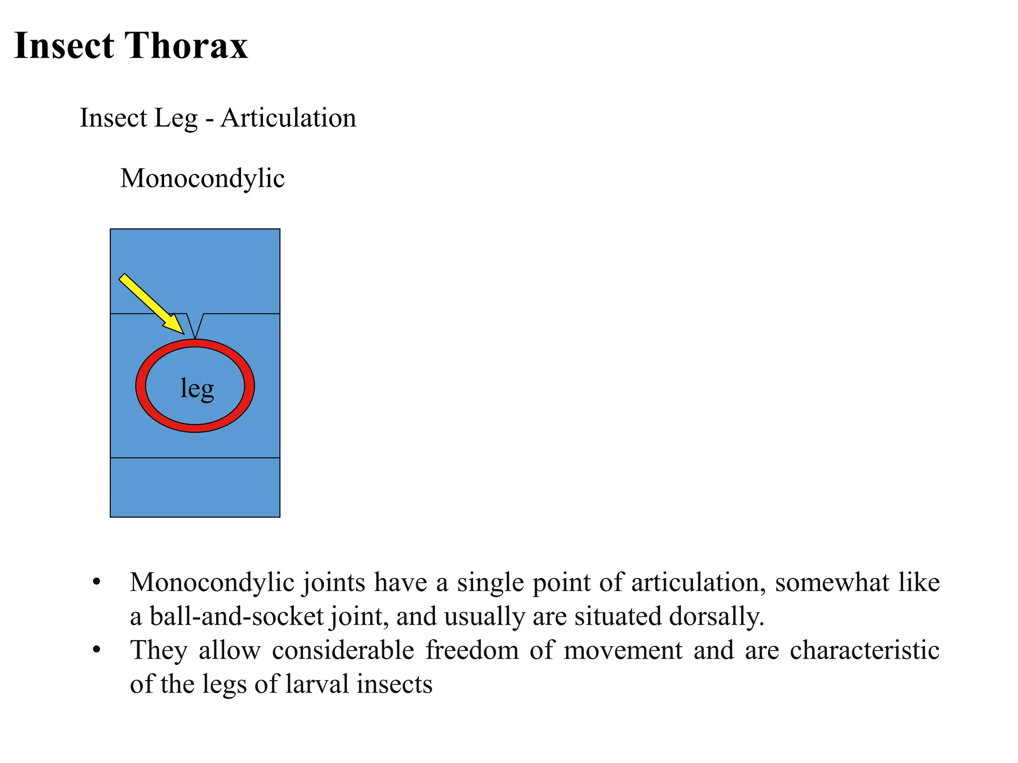 Insect morphology insect morphology insect morphology | PDF