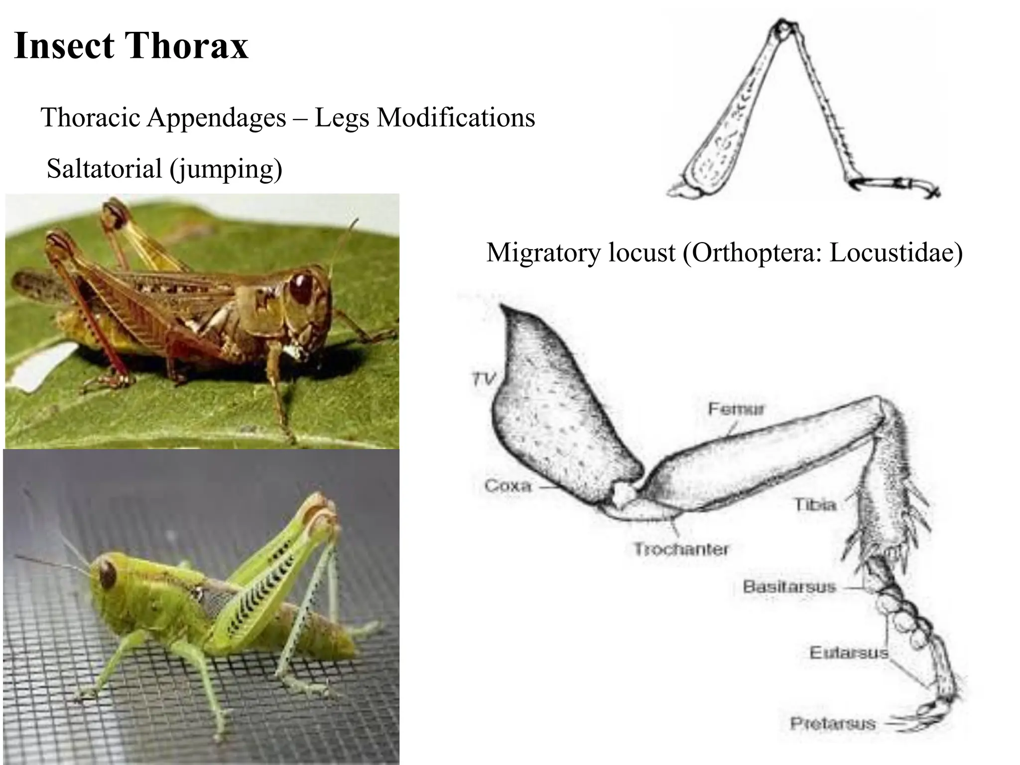 Insect morphology insect morphology insect morphology | PDF