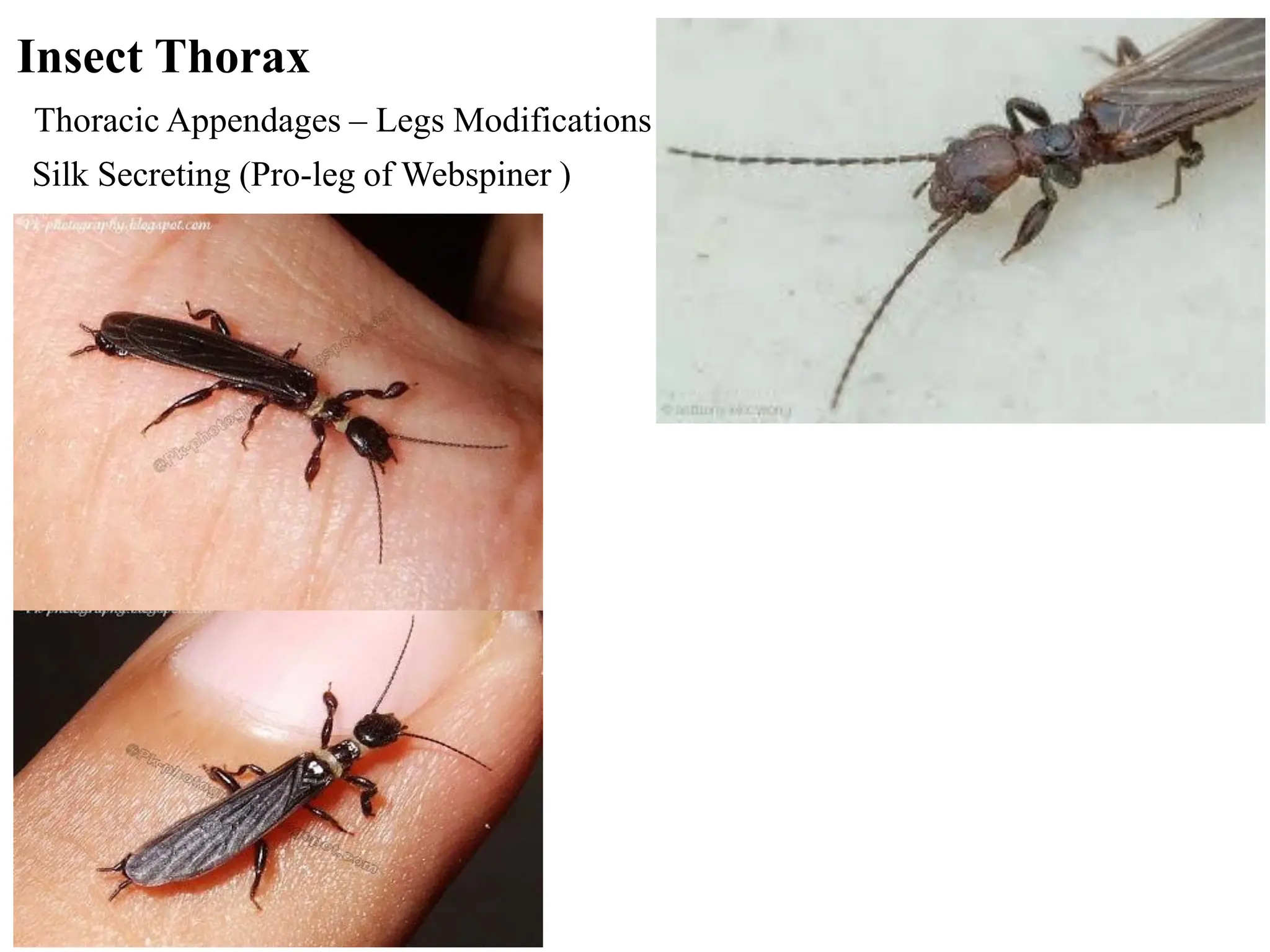 Insect morphology insect morphology insect morphology | PDF