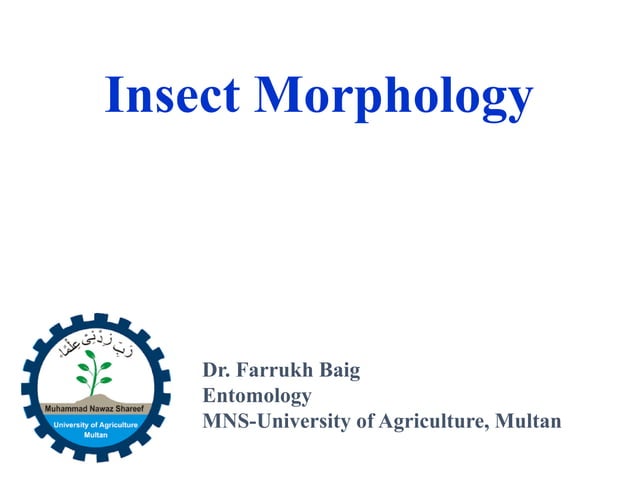 Insect morphology insect morphology insect morphology | PDF
