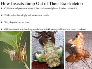 Insect morphology insect morphology insect morphology | PDF