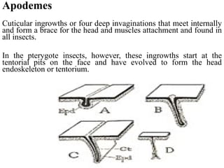 Insect morphology insect morphology insect morphology | PDF