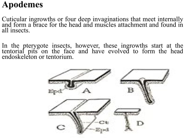 Insect morphology insect morphology insect morphology | PDF