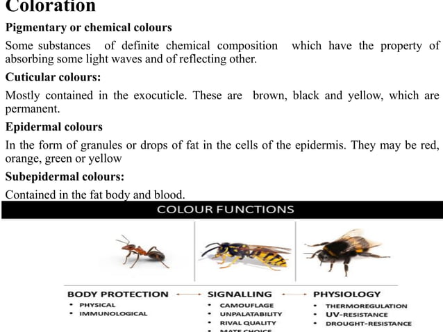 Insect morphology insect morphology insect morphology | PDF