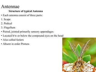 Insect morphology insect morphology insect morphology | PDF