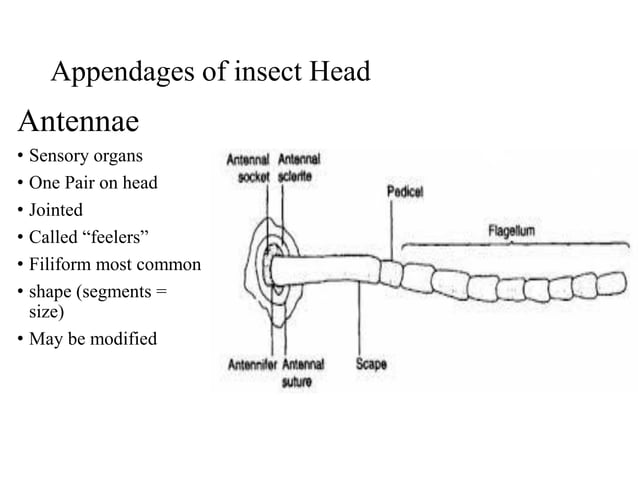 Insect morphology insect morphology insect morphology | PDF