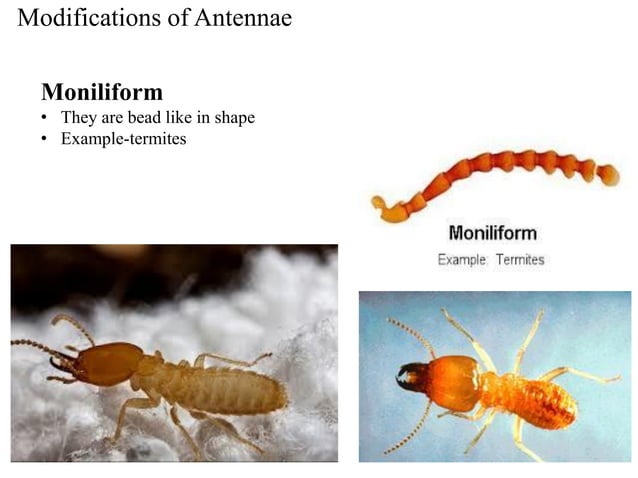 Insect morphology insect morphology insect morphology | PDF