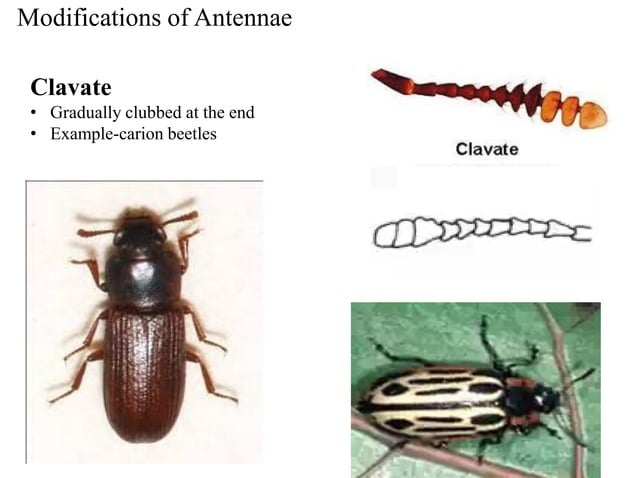 Insect morphology insect morphology insect morphology | PDF