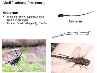 Insect morphology insect morphology insect morphology | PDF