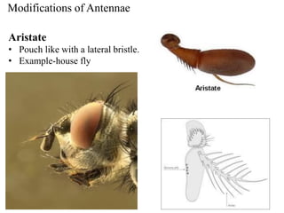 Insect morphology insect morphology insect morphology | PDF