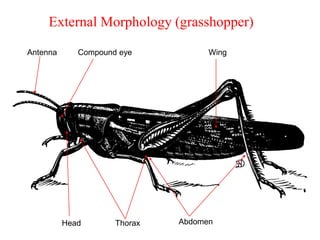 Insect morphology insect morphology insect morphology | PDF