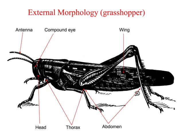 Insect morphology insect morphology insect morphology | PDF