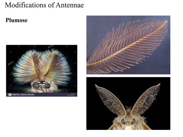 Insect morphology insect morphology insect morphology | PDF