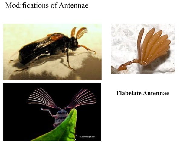 Insect morphology insect morphology insect morphology | PDF