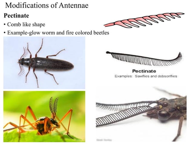 Insect morphology insect morphology insect morphology | PDF