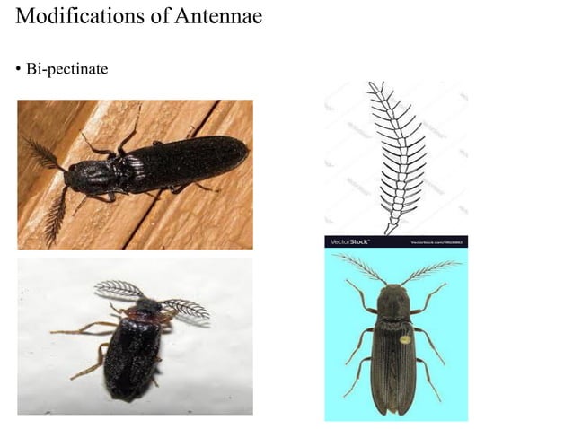 Insect morphology insect morphology insect morphology | PDF
