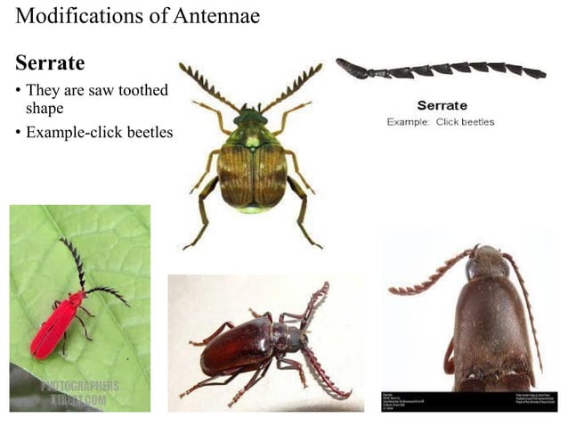 Insect morphology insect morphology insect morphology | PDF