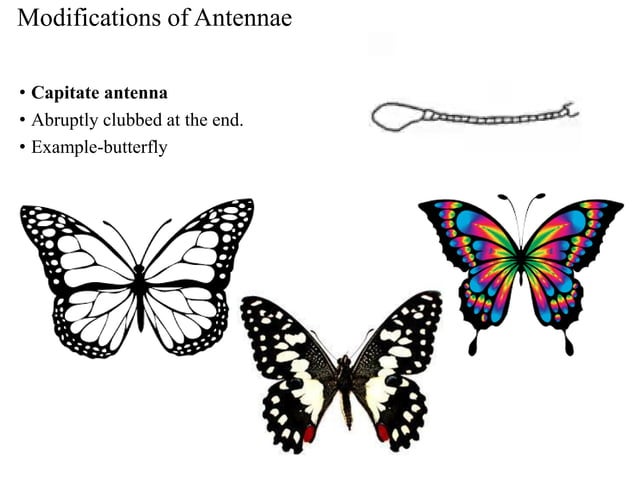 Insect morphology insect morphology insect morphology | PDF