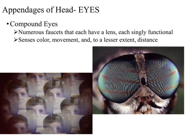 Insect morphology insect morphology insect morphology | PDF